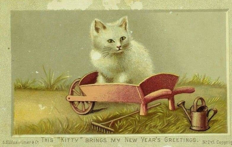 1880's-90's New Year's Card Adorable White Fluffy Kitten Cat ...