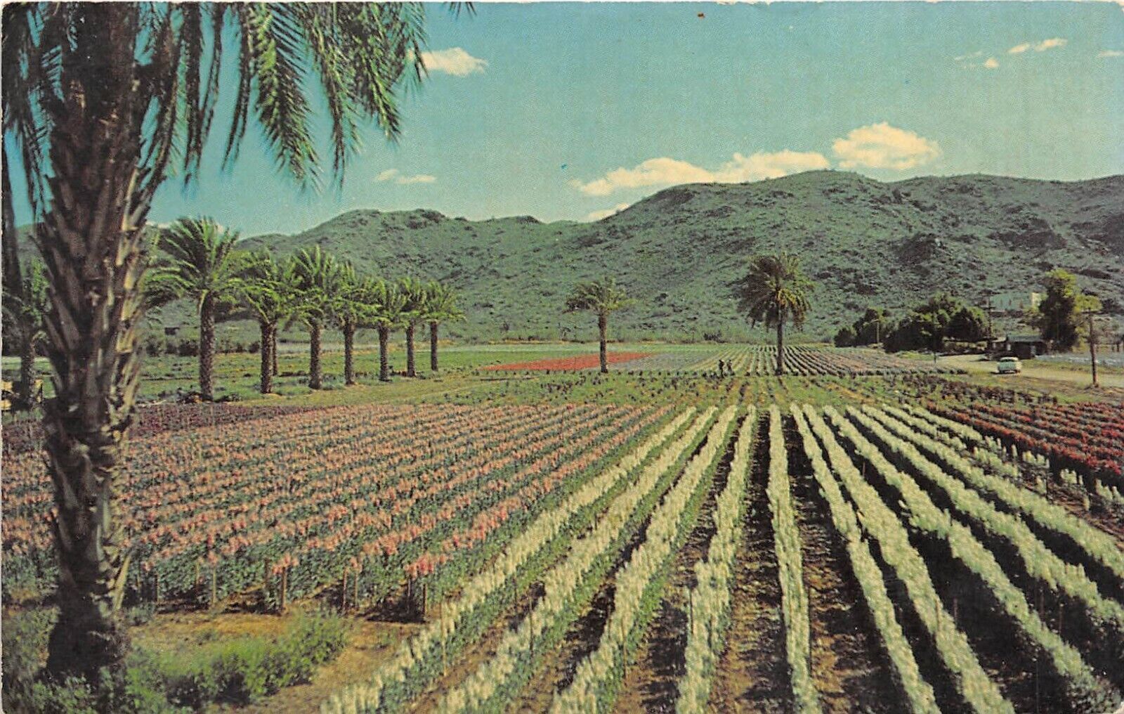 Phoenix Arizona 1960s Postcard Japanese Flower Gardens | United States ...