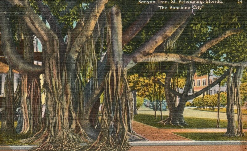 Vintage Postcard 1930's Giant Banyan Tree in Tropical Miami Florida FL ...