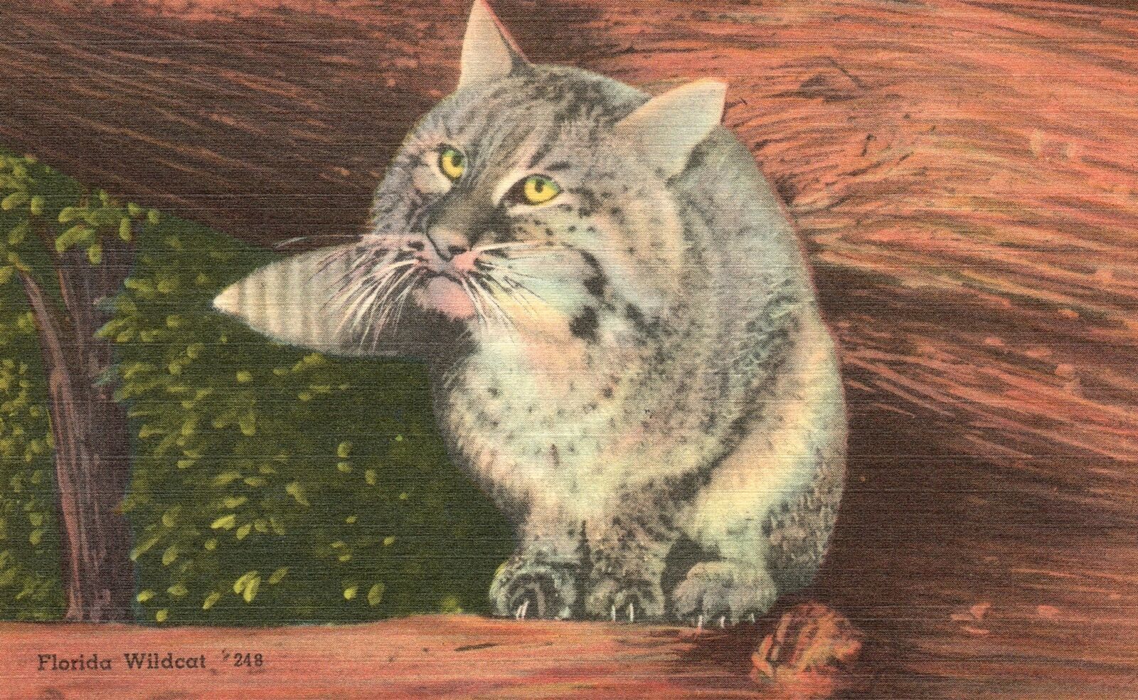 Vintage Postcard 1930's Florida Wildcat Cat Sitting On Tree Branch ...