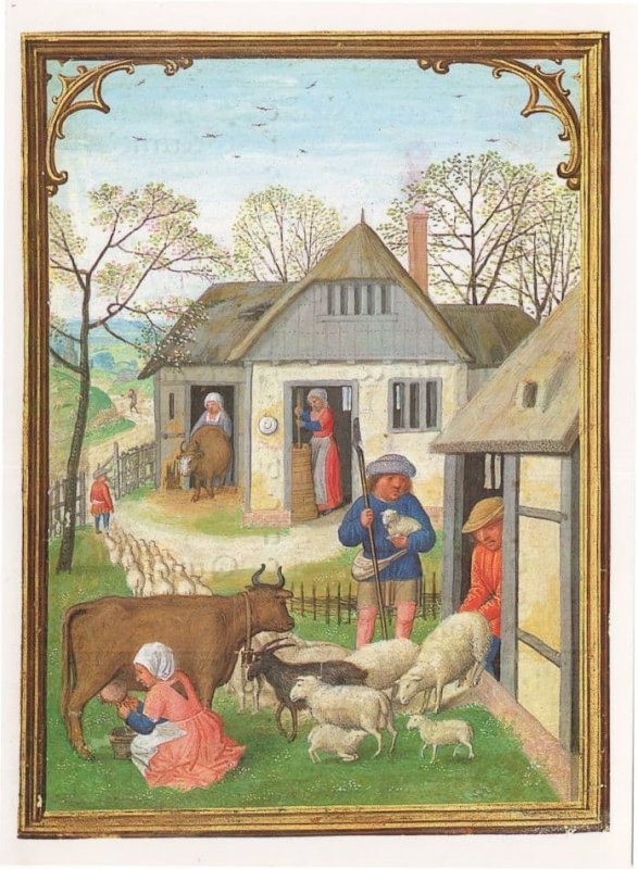 Medieval Dairy Woman Farm Milking A Cow Painting Postcard | Topics ...