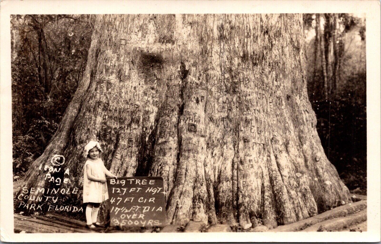 RPPC Little Girl with a Big Tree at Seminole County Park in Longwood ...