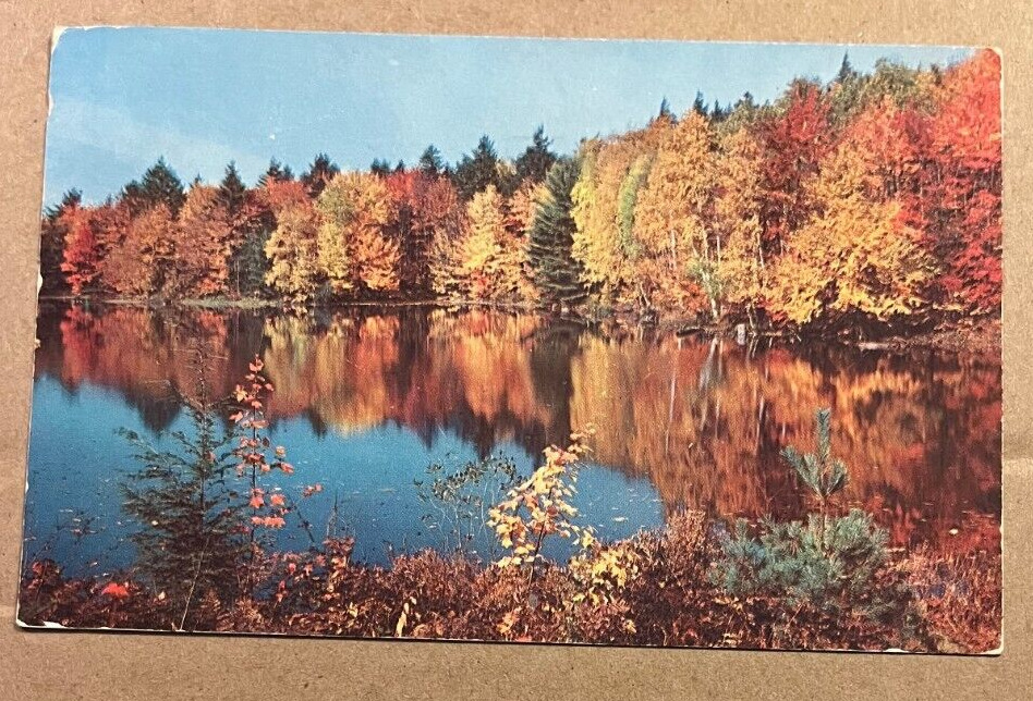 Vintage Used 1957 Postcard - Riot of Color in September, Ray, Minnesota ...