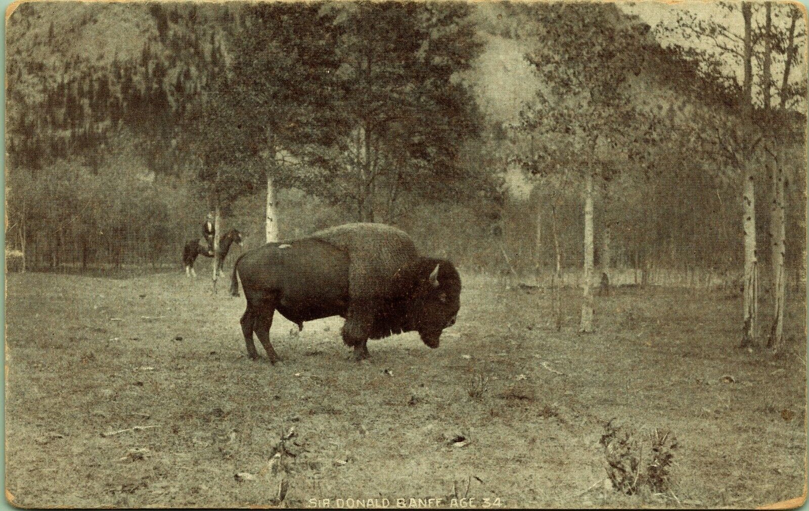Buffalo Bison Man Horseback Sir Donald Banff Age 34 Ridgley Great Falls ...
