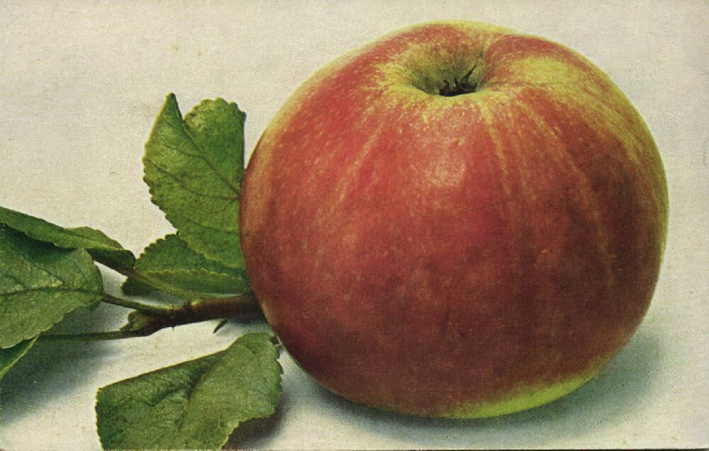 Fruit Fruits Postcard, "Emperor Alexander" Apple (1910s) | Other ...