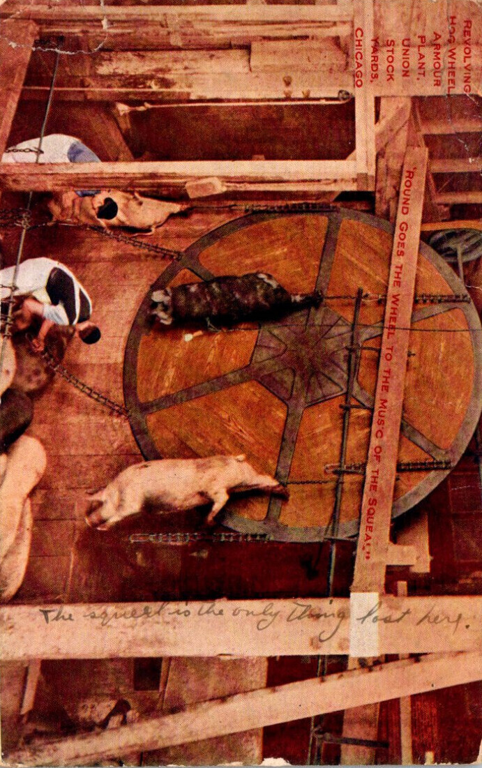 Pigs Revolving Hog Wheel Armour Plant Union Stock Yards Chicago ...