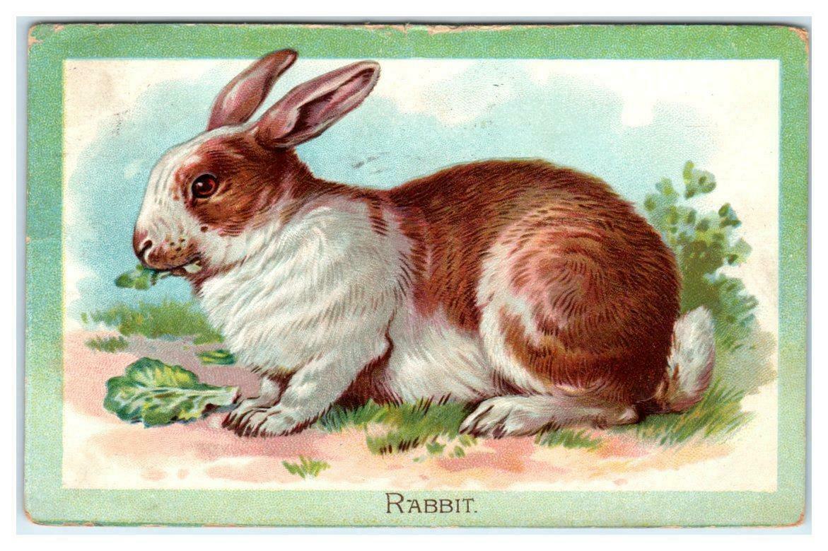 THE RABBIT ~ TUCK Educational Series 1910 Embossed Postcard | Topics ...