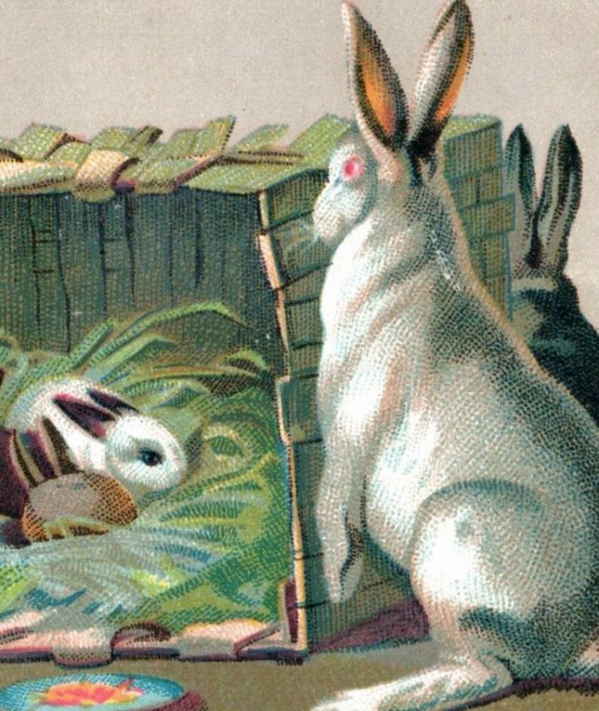 1880s Victorian Animals & Their Babies Trade Cards Fab! Set Of 4 F133 ...