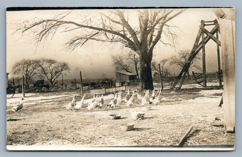 Ridge Farm IL Geese Antique Real Photo Postcard Rppc | United States ...