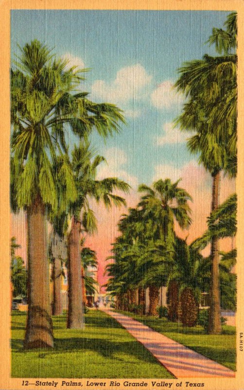 Texas Lower Rio Grande Valley Beautiful Stately Palms 1947 Curteich ...