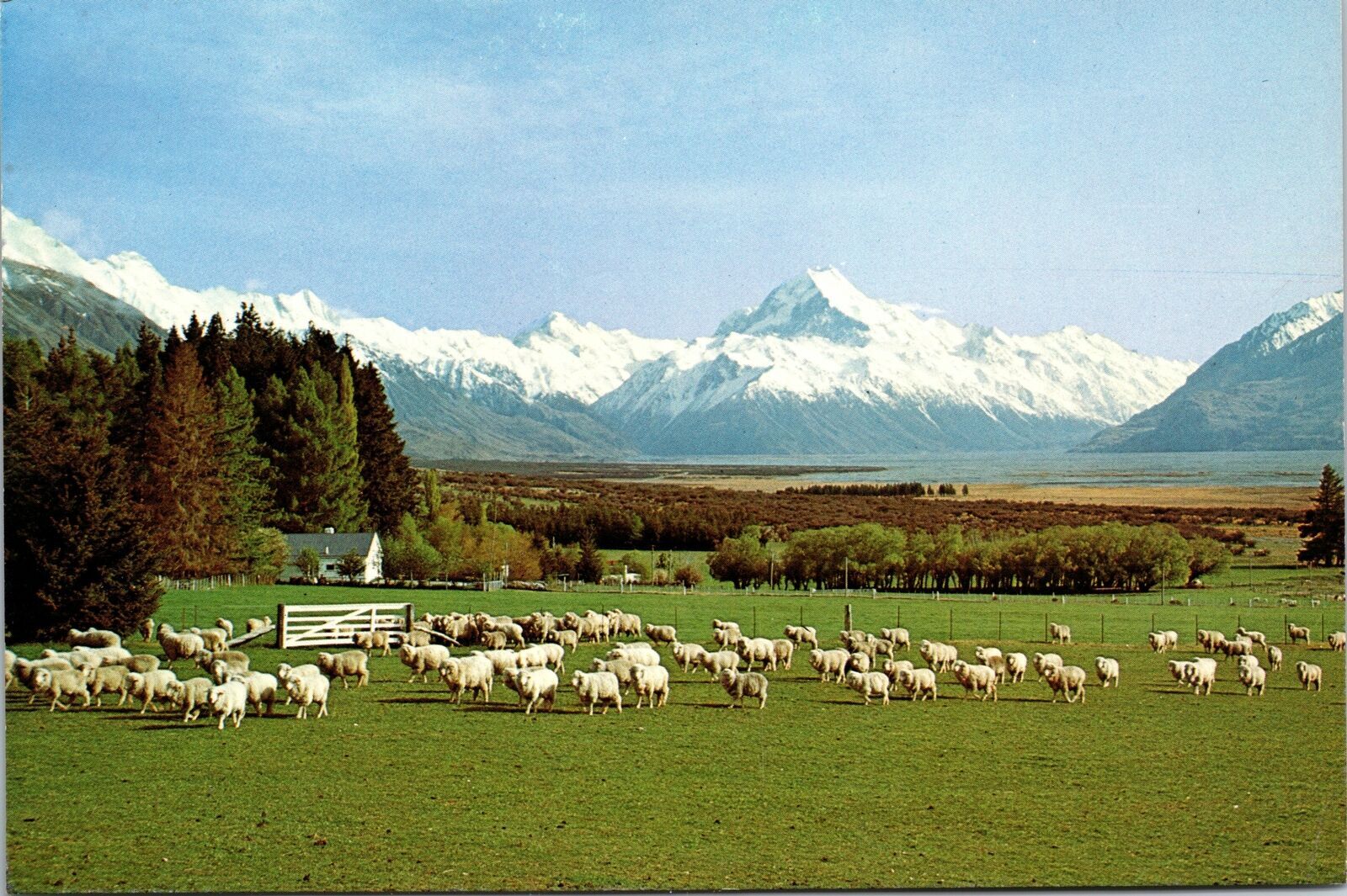 Vintage Continental Postcard Glentanner Station MT. Cook Canterbury New ...