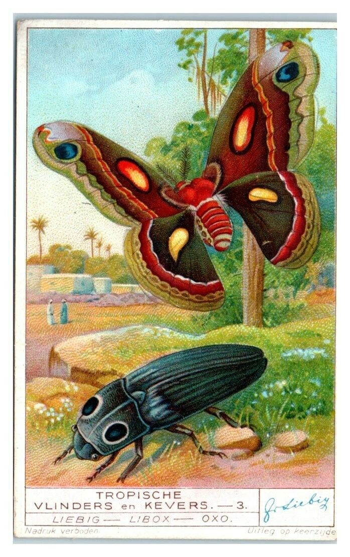 Cecropia Moth, Click Beetle, Tropical Butterflies and Beetles, Liebig ...