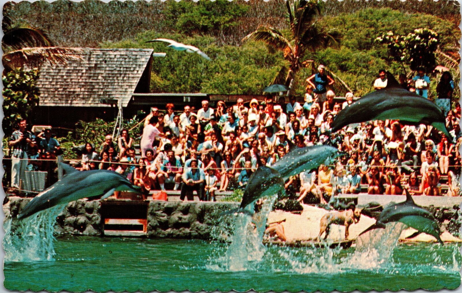 Vintage Postcard SEA Life Park Located at Makapuu Point Oahu Hawaii C ...