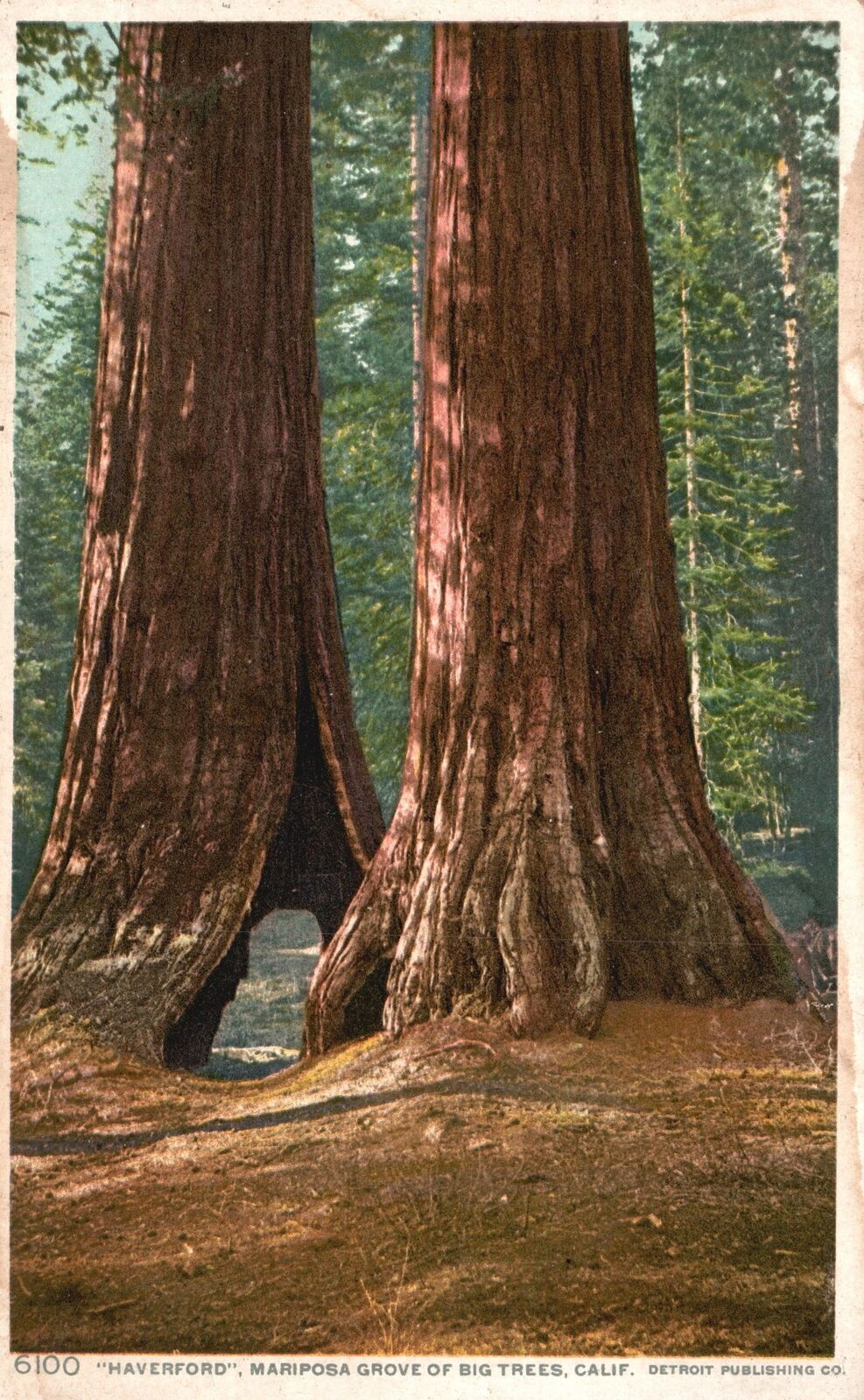 Vintage Postcard Haverford Mariposa Grove Of Big Trees California ...