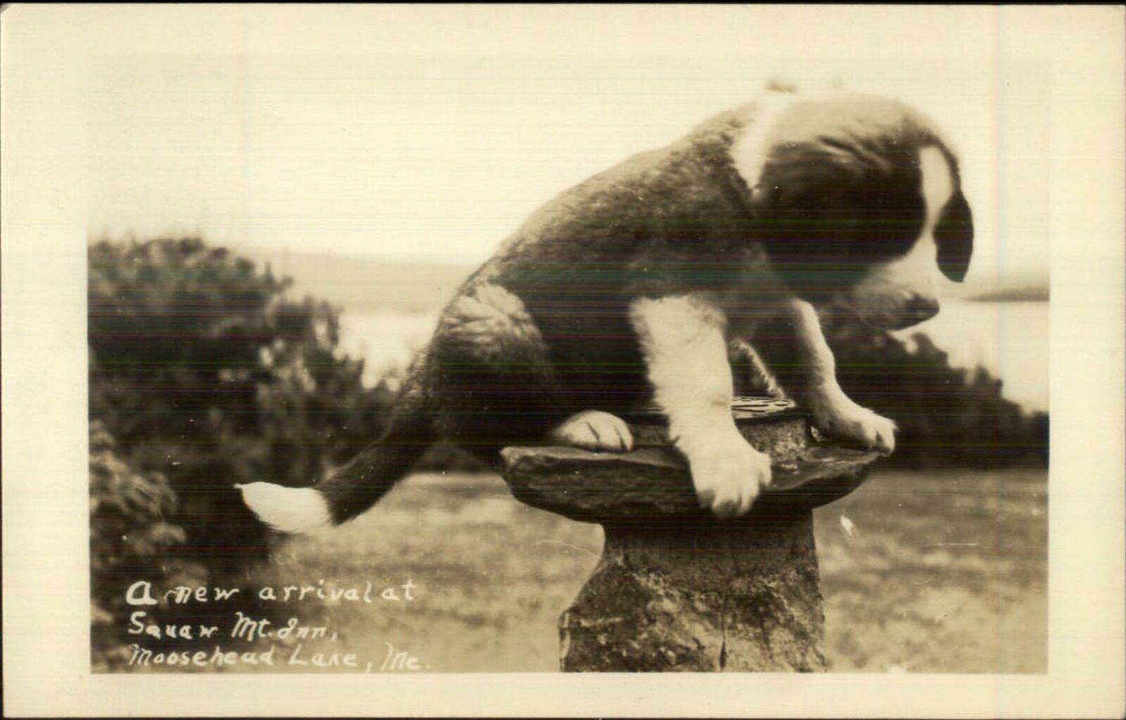 Moosehead Lake ME Puppy Dog at Squaw Mt. Inn Real Photo Postcard ...