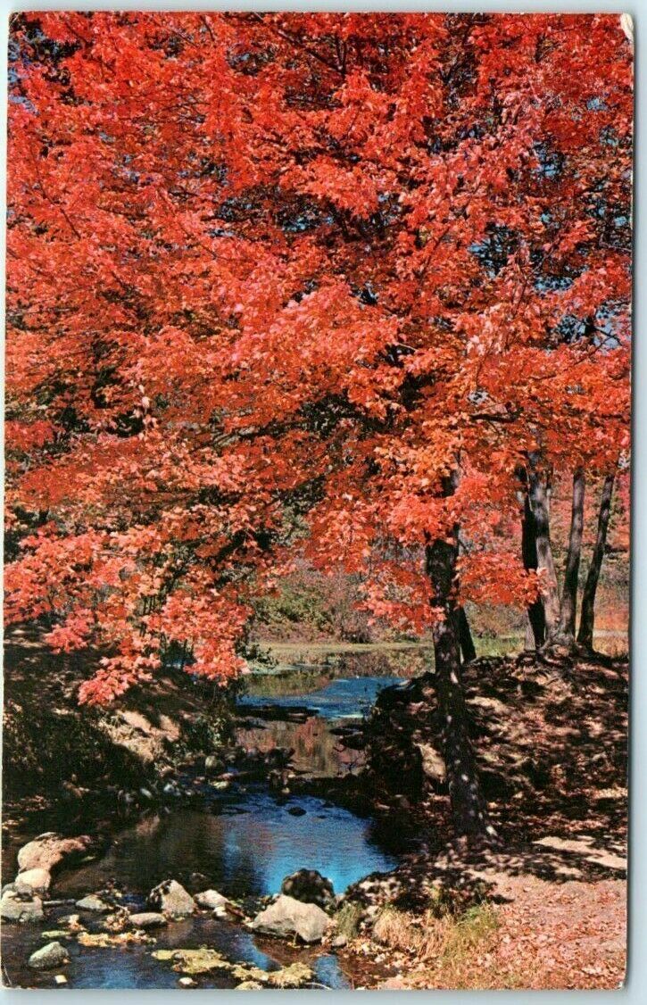 Postcard - A Flaming tree of red - Spectacular Fall scenes in Vermont ...