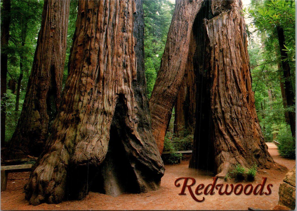 California Giant Redwood Tree Lumber Jacks | United States - California ...