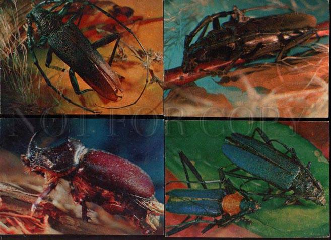 012645 Different BUGS Beetle Set of 25 russian photo cards | Topics ...