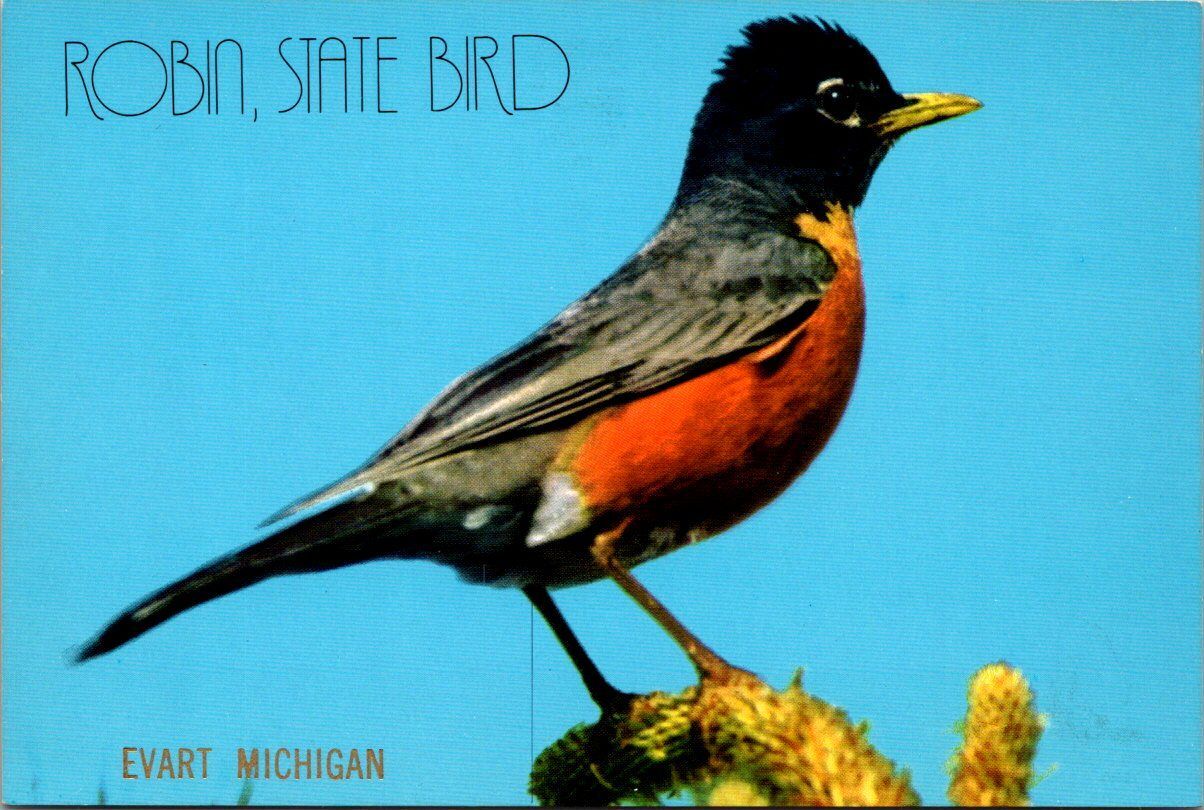 Michigan Evart The Robin Michigan State Bird | United States - Michigan ...