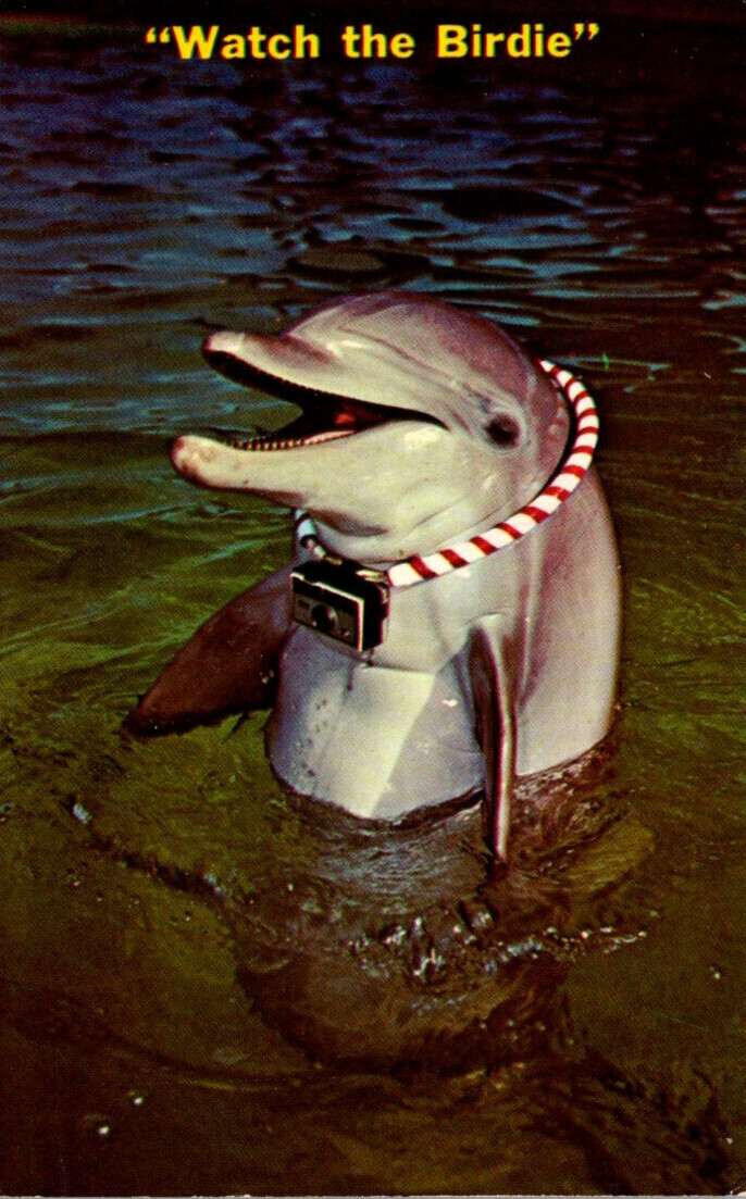 Fish Porpoise With Camera Watch The Birdie Florida | Topics - Animals ...