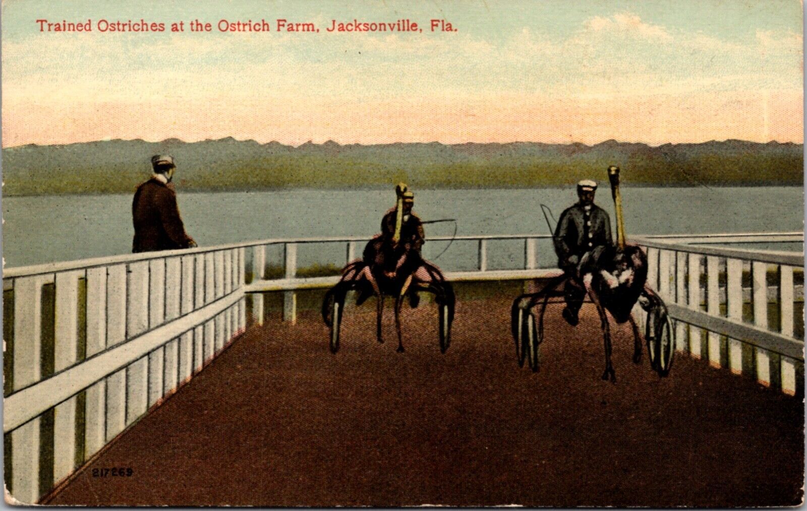 PC Cart Pulling Trained Ostriches at the Ostrich Farm in Jacksonville ...