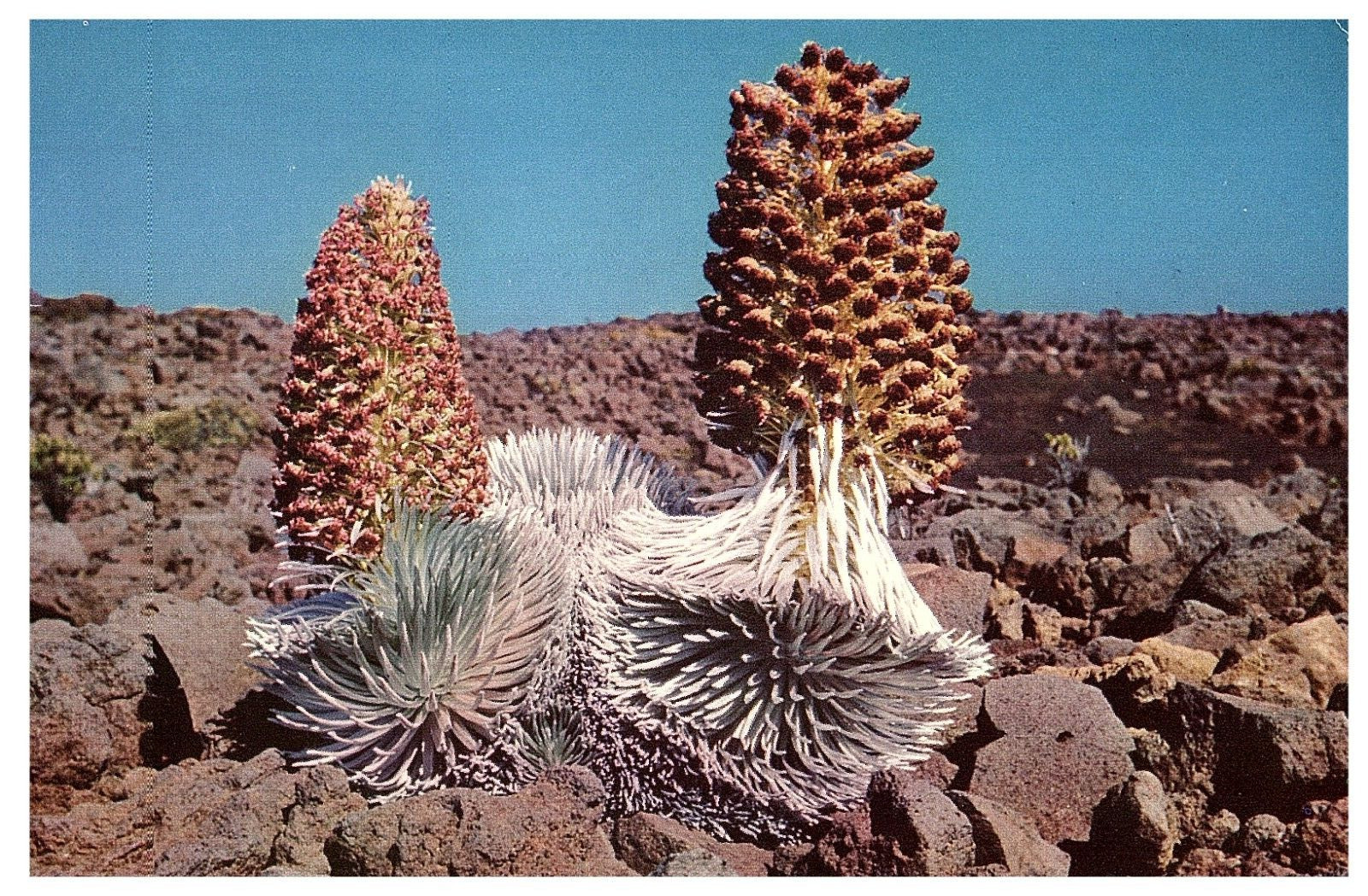 Rare Silversword Plants In Bloom Found Near Crater Of Haleakala Hawaii ...