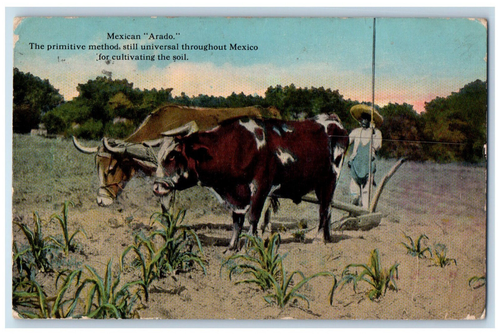 c1910 Mexican "Arado" The Primitive Method Cultivating Soil Mexico ...