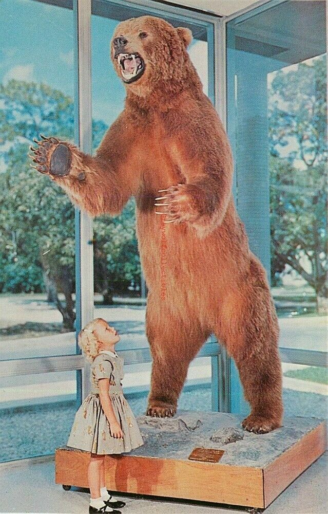 FL, Miami, Florida, Museum of Science and Natural History, Kodiak Bear ...