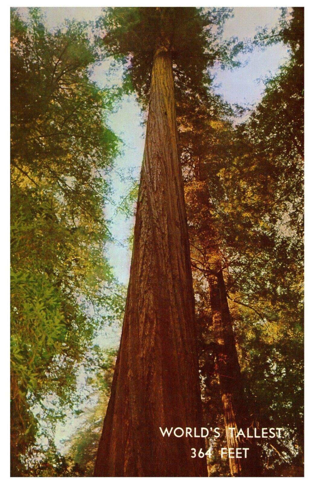 Founders Tree Tallest Known tree in the world 364 feet North of Redwood ...
