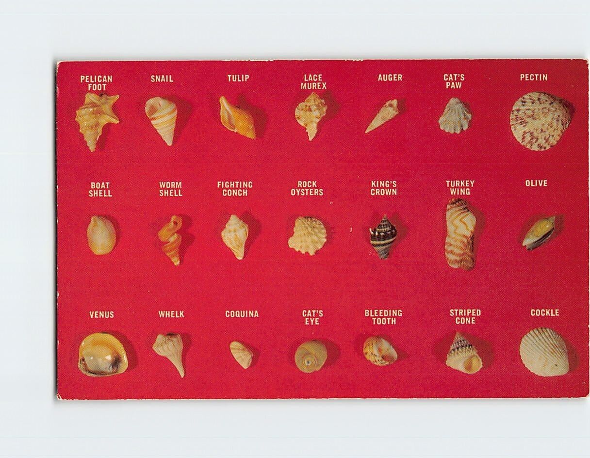 Postcard A Representative Collection Of Shells Found Of Florida Beaches ...