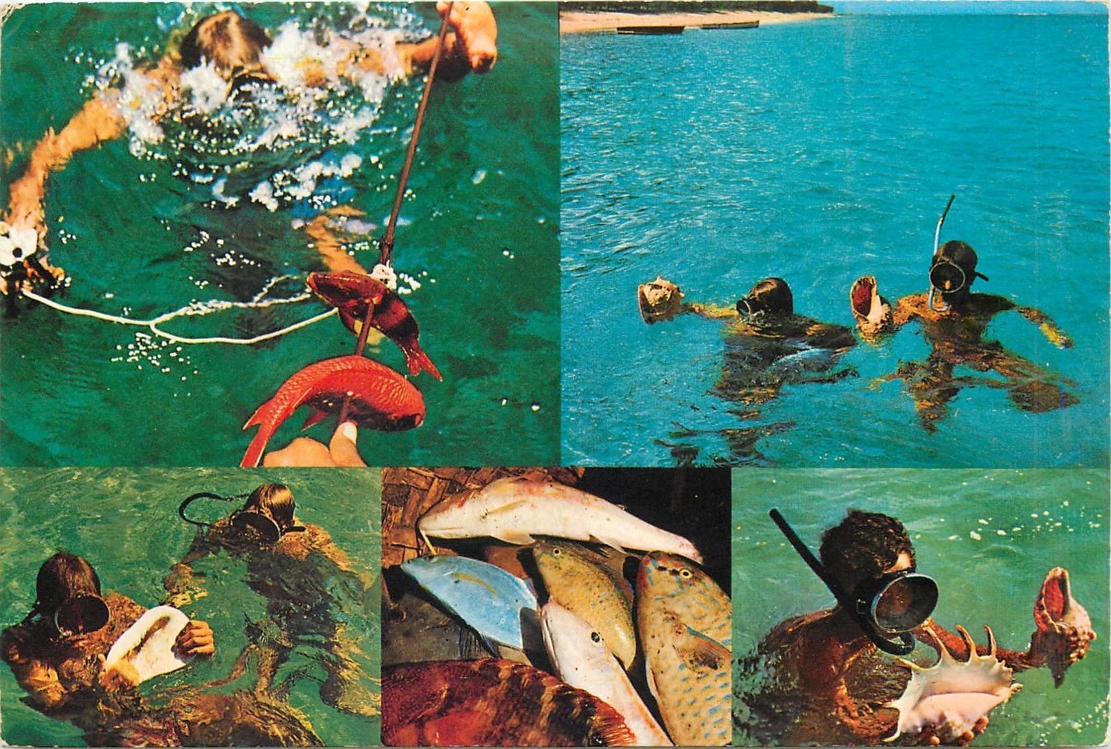 Ile Maurice sea shells and fishes lagoons of Mauritius Crab & Dolphin ...