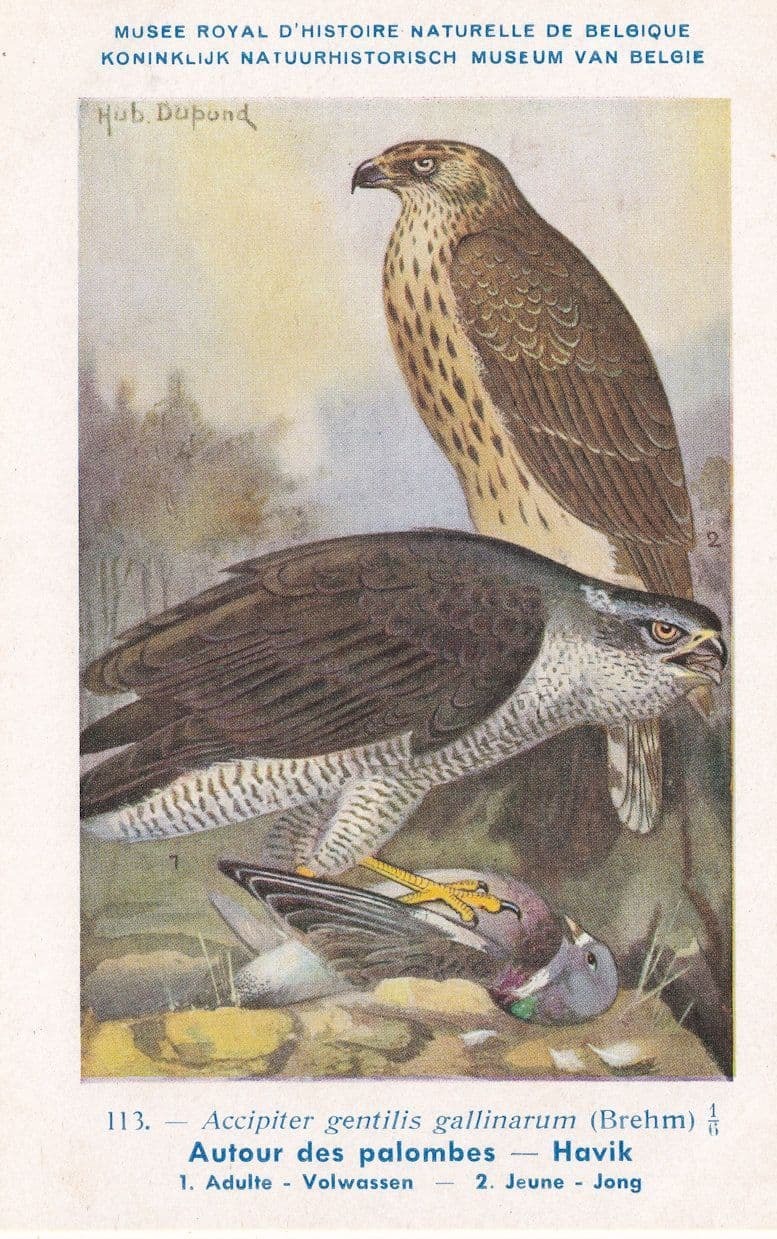 Eurasian Sparrow Hawk Accipiter Nisus WW2 Vintage Rare Bird Postcard ...