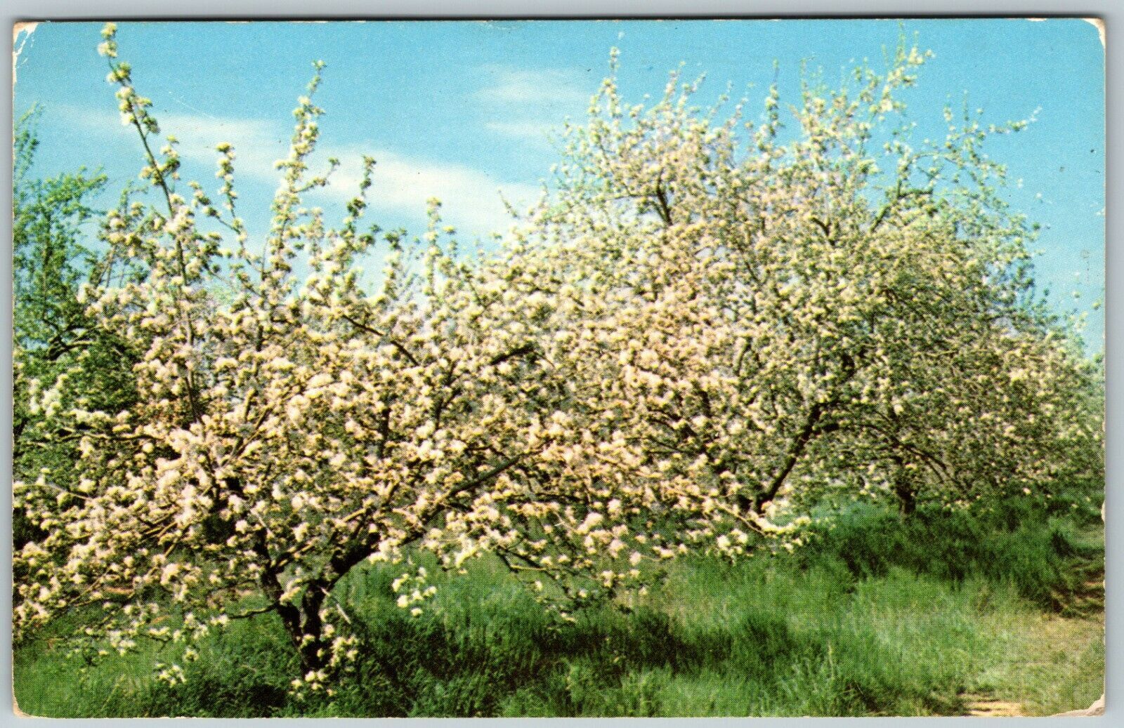 Cherry Blossom Time Benton Harbor and St. Joseph MI - Postcard | United ...