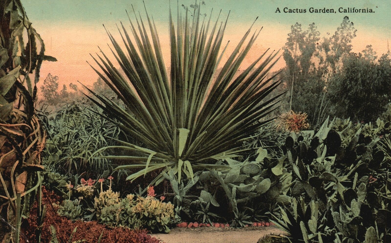 Vintage Postcard A Beautiful Cactus Garden in California CA Eno ...