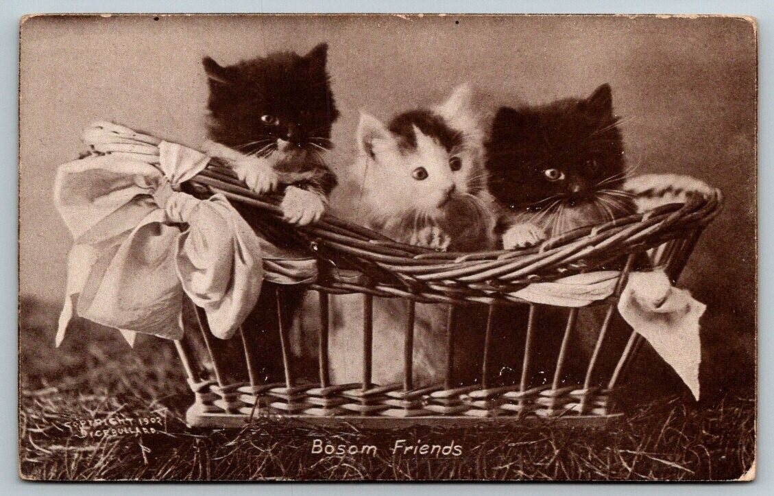 Kittens Cats Bosom Friends M. T. Sheahan Boston Postcard | United ...