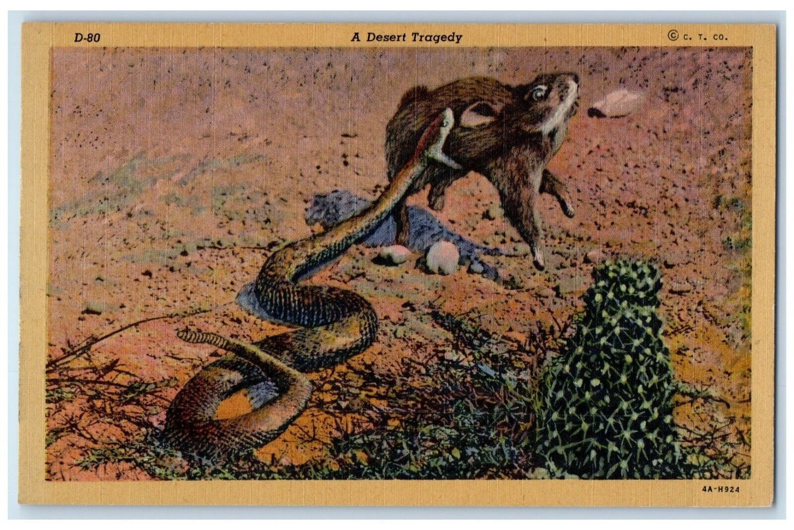 1940 Desert Tragedy Rattlesnake Bite Rabbit Snake Scene Vintage Antique ...