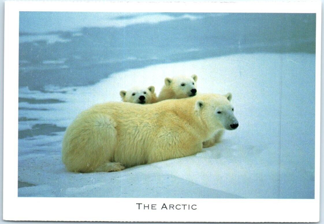 Postcard - Polar bears, The Arctic National Wildlife Refuge - Alaska ...