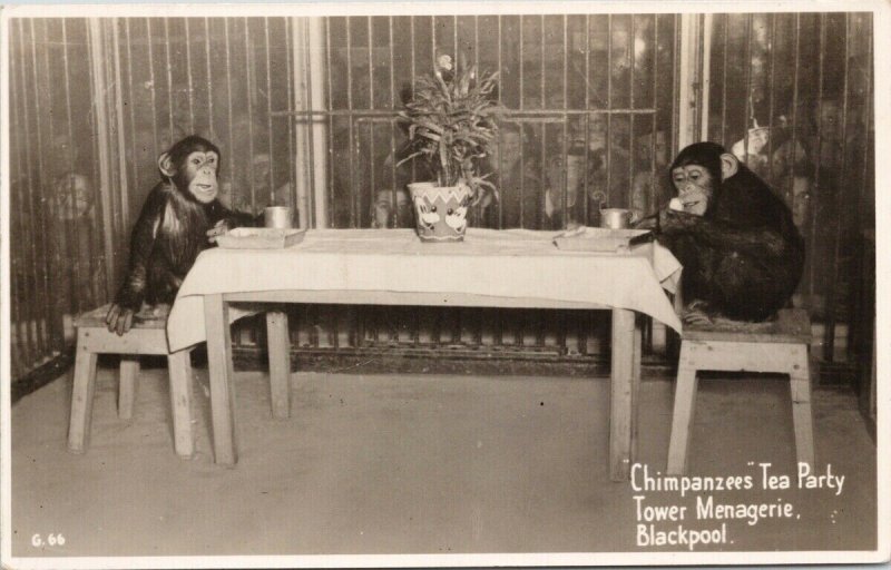 Chimpanzees Tea Party Tower Menagerie Blackpool England RPPC Postcard ...