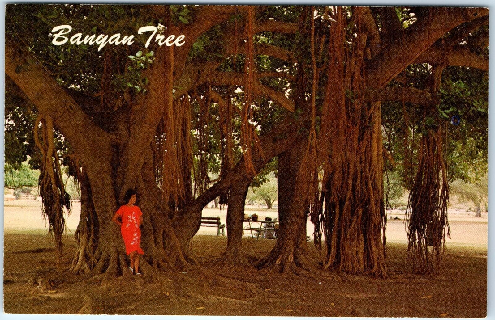 c1960s Honolulu, HI Big Banyan Tree Lovely Young Lady Woman Poses ...