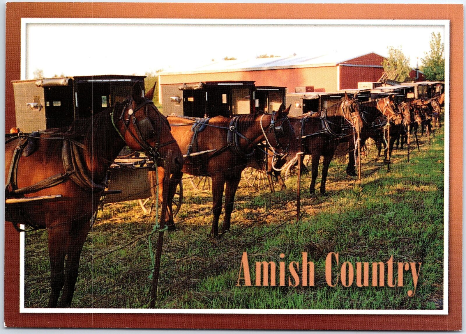 Vintage Continental Size Postcard Amish Traditional Transportation ...