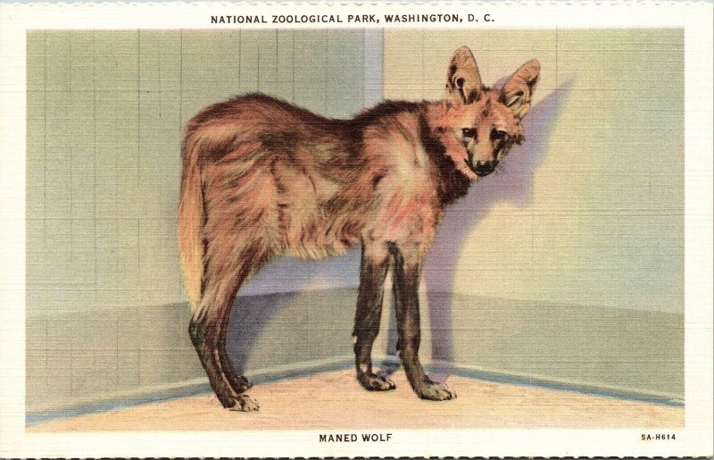 National Zoological Park Washington Dc Maned Wolf Linen South America ...