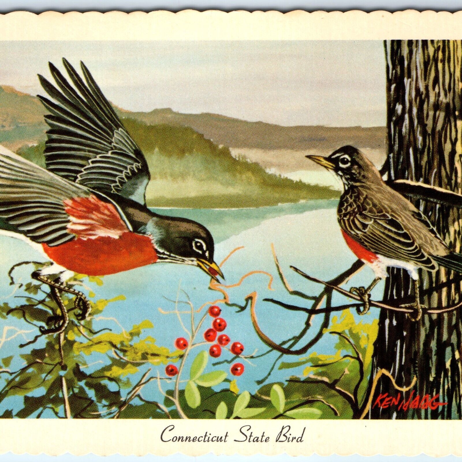 1967 CT Connecticut State Bird American Robin Eats Ken Haag Painting ...
