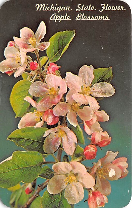 The Apple Blossoms Michigan State Flower State Flower MI | Topics ...