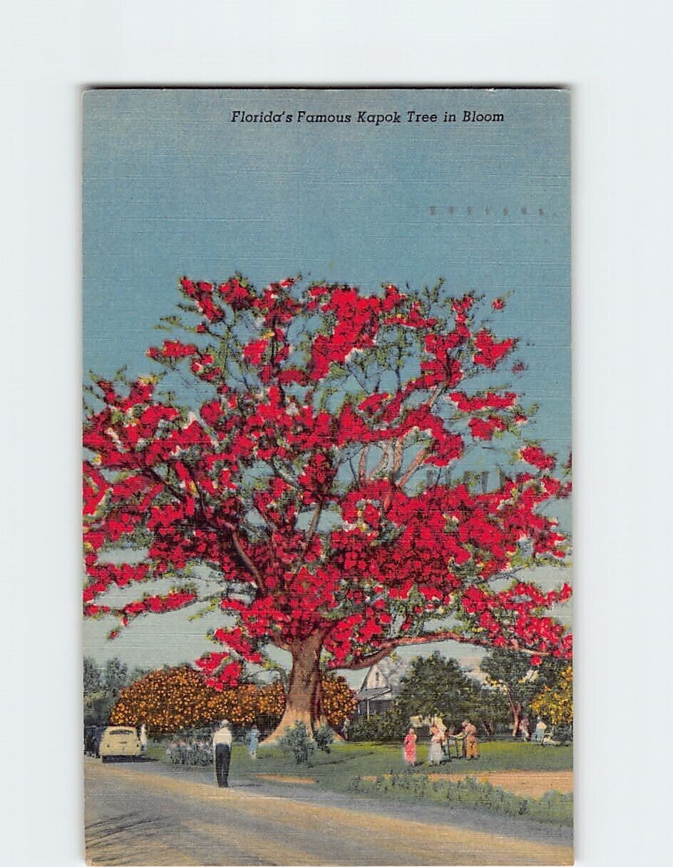 Postcard Florida's Famous Kapok Tree in Bloom, Florida | United States ...