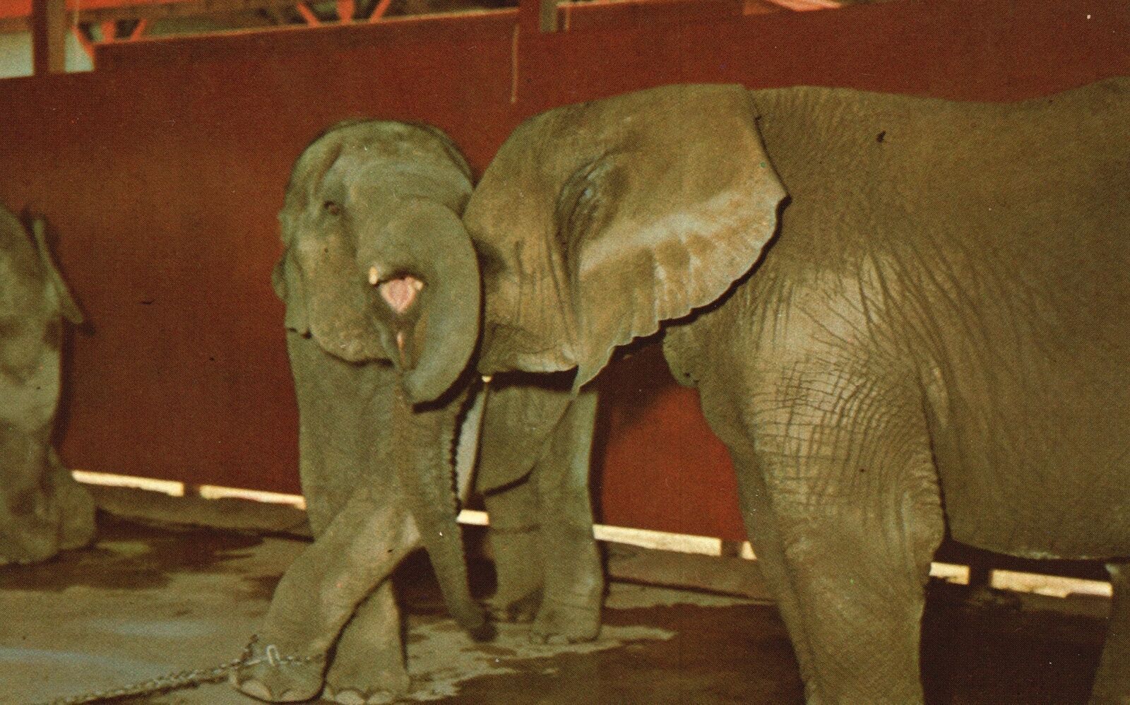 Ringling Bros. & Barnum & Bailey Circus World Showcase Elephant Vintage ...