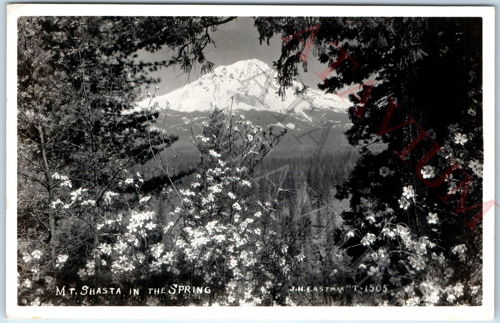x2 LOT c1950s Siskiyou County CA RPPC Mount Shasta Spring Photos JH ...