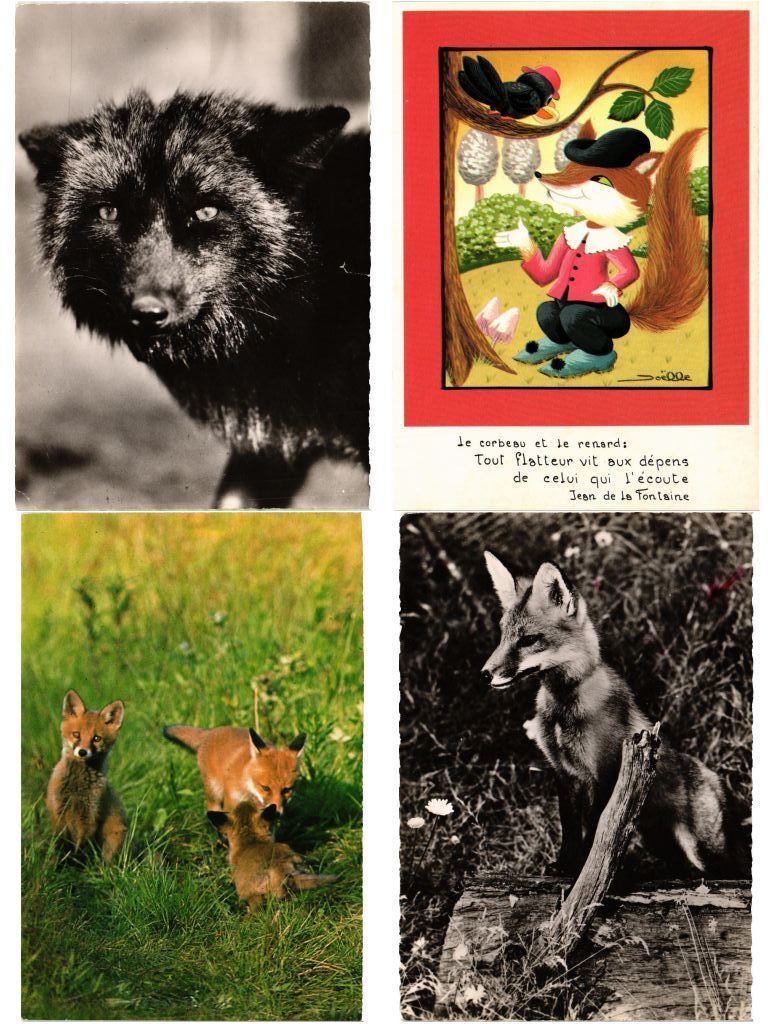 Renard, Goupil, Fox, Foxes Animaux 28 Modern CP | Europe - France ...