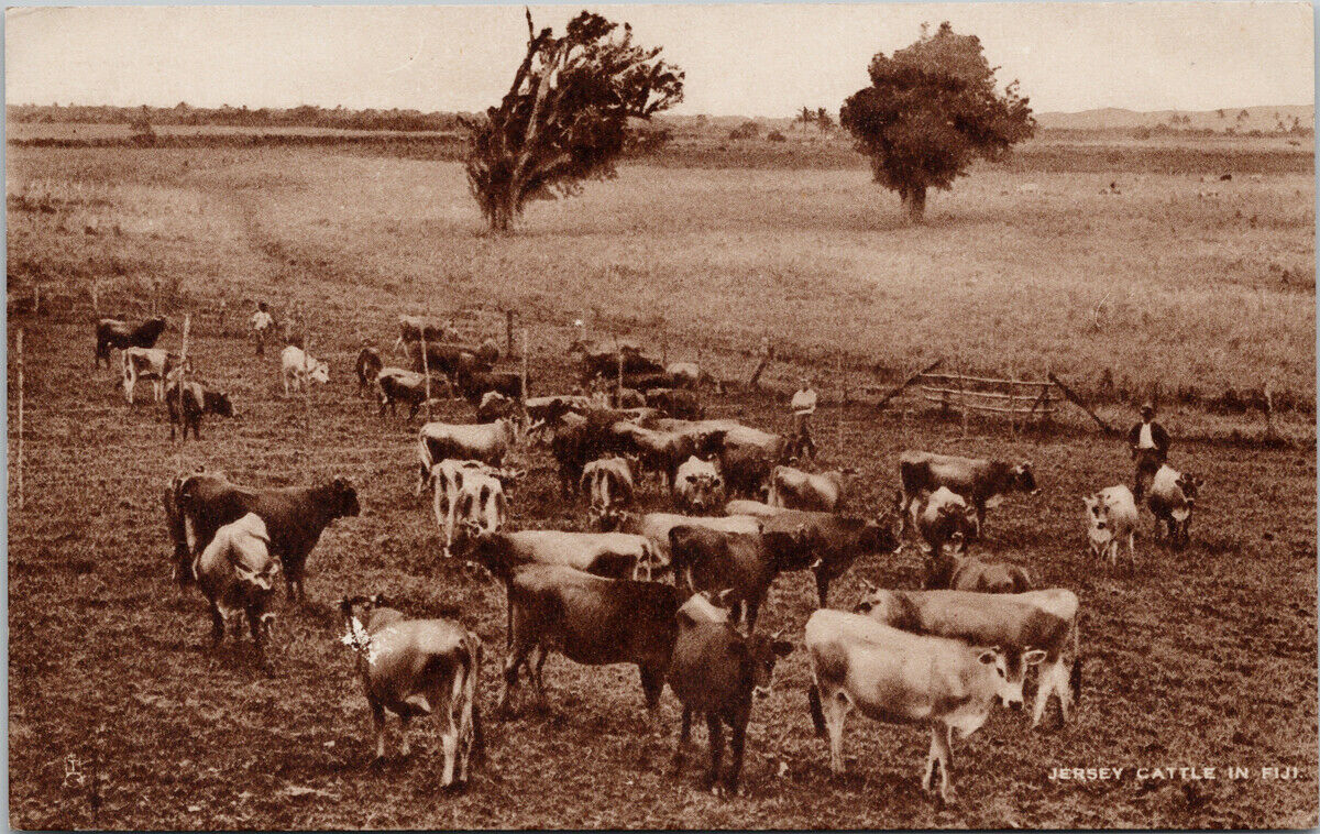 Jersey Cattle in Fiji Cows British Empire Exhibition Unused Tuck ...