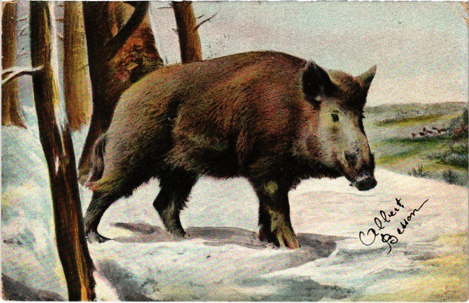 PC Wild Boar PIG Cochon Pigs (A37083) | Europe - France - Provence ...