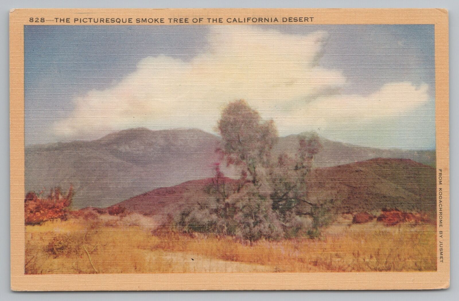 Linen~Picturesque Smoke Tree Of The California Desert~Vintage Postcard ...